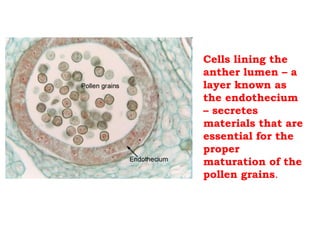 Embryology of Angiosperms | PDF
