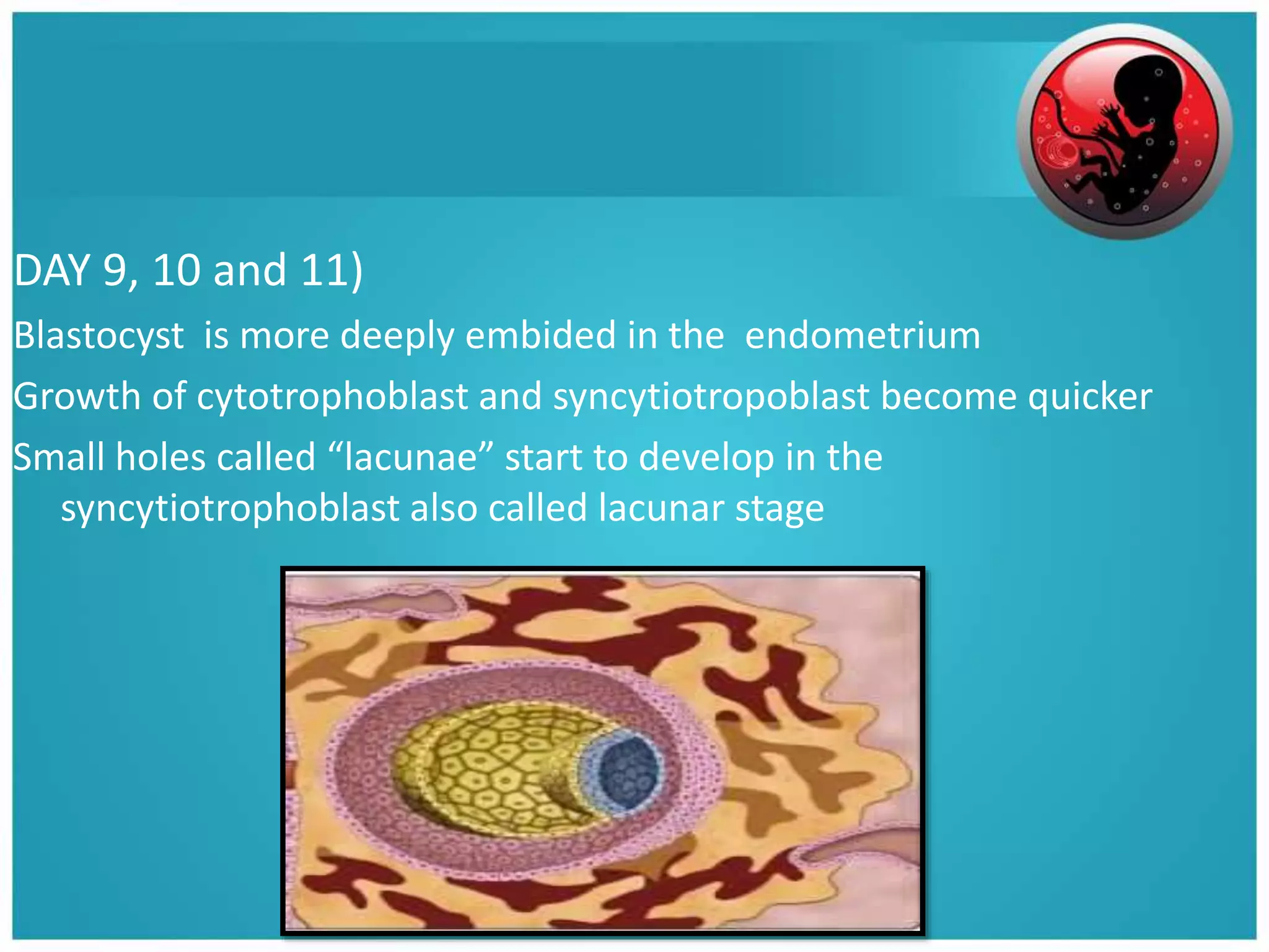 Embryo 2nd week | PPT