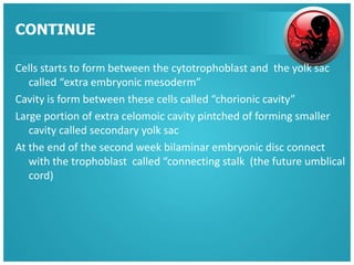 Embryo 2nd week | PPT
