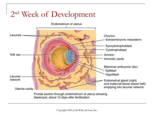 Embryo 2nd week | PPT