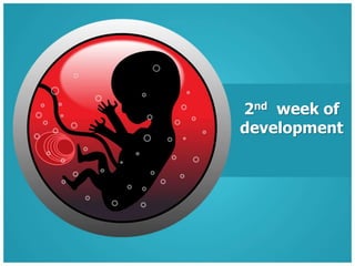 Embryo 2nd week | PPT