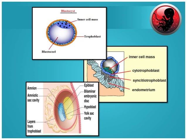 Embryo 2nd week | PPT