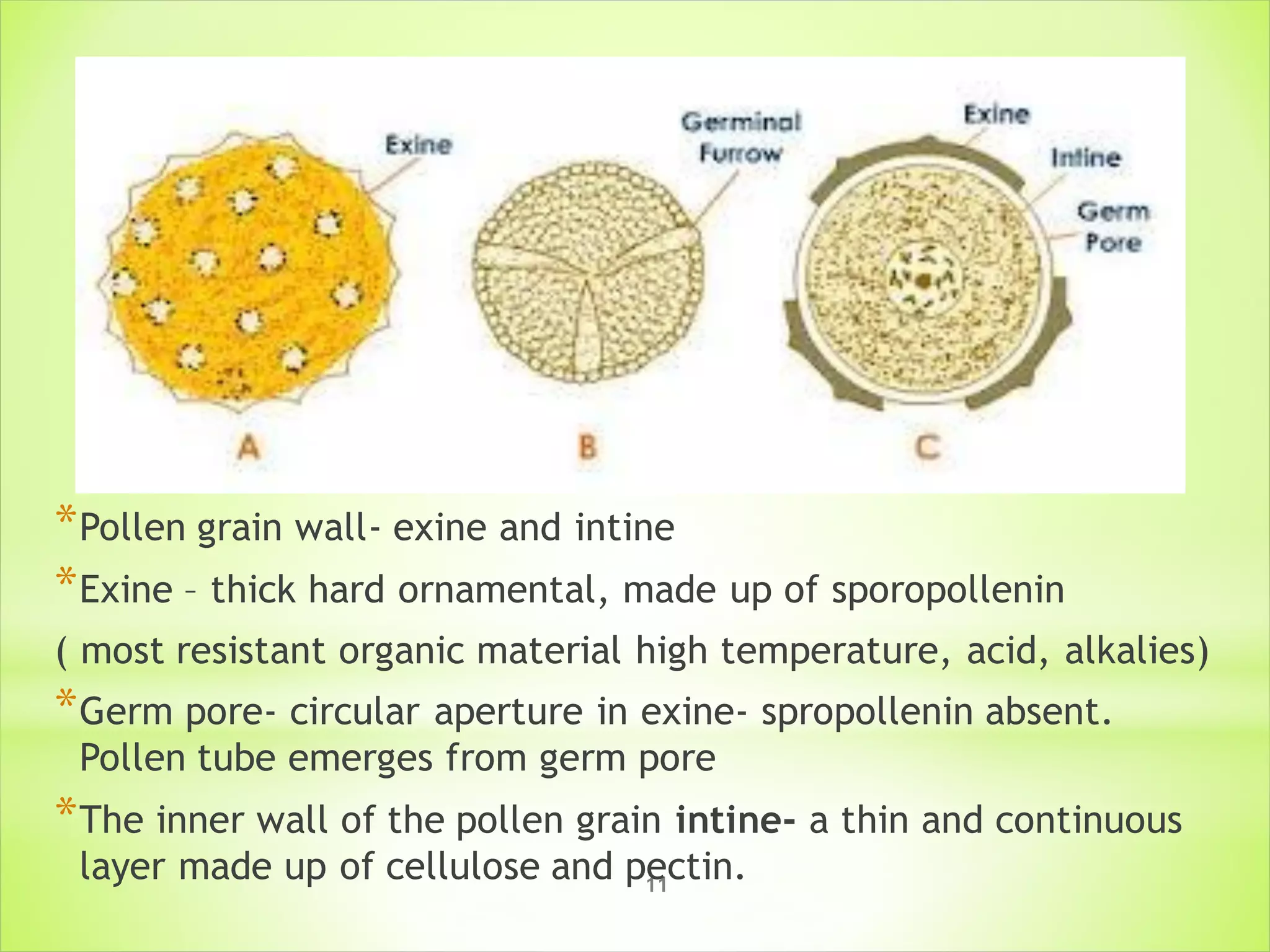 Embryology of Angiosperms | PDF