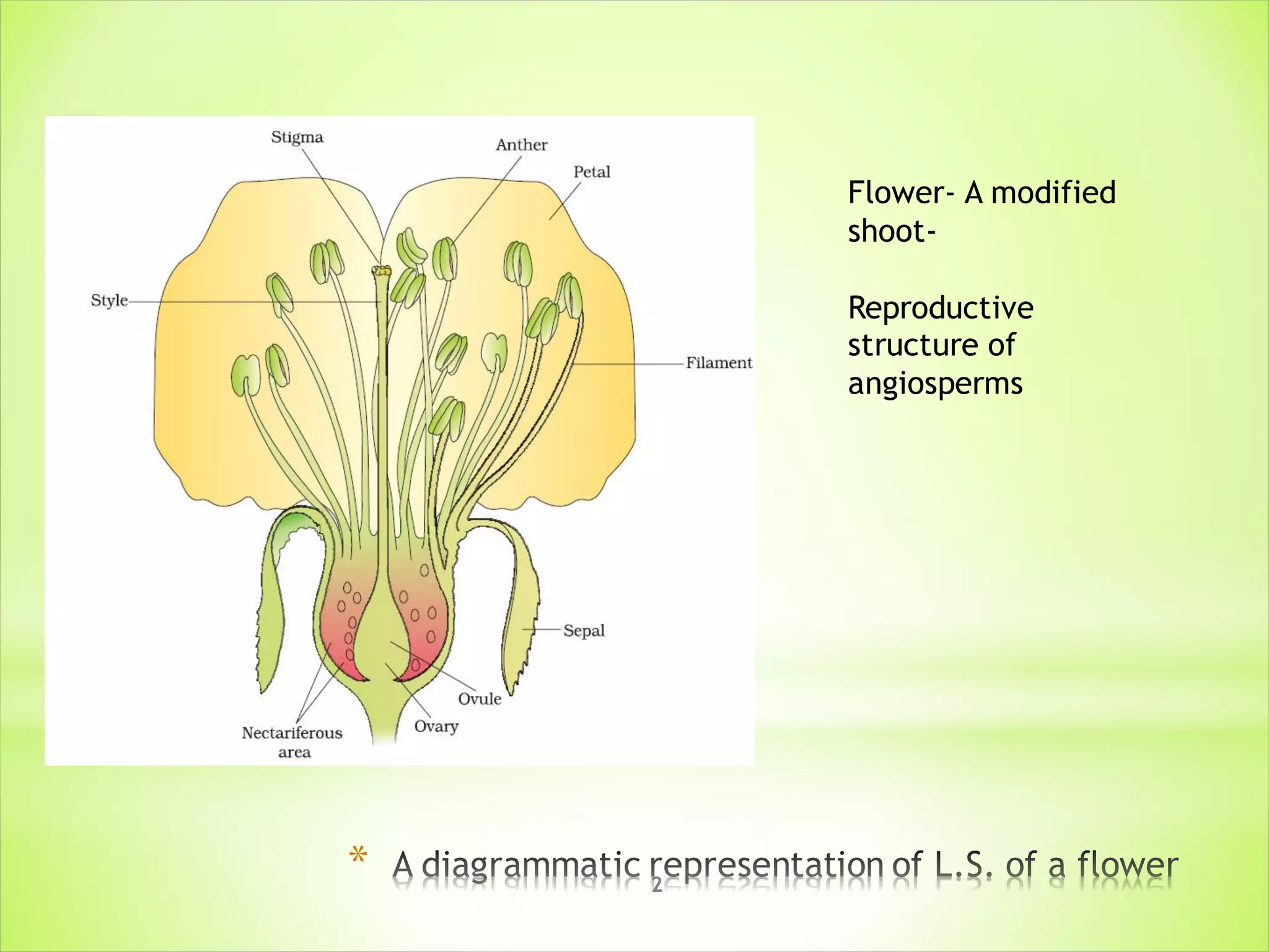 Embryology of Angiosperms | PDF