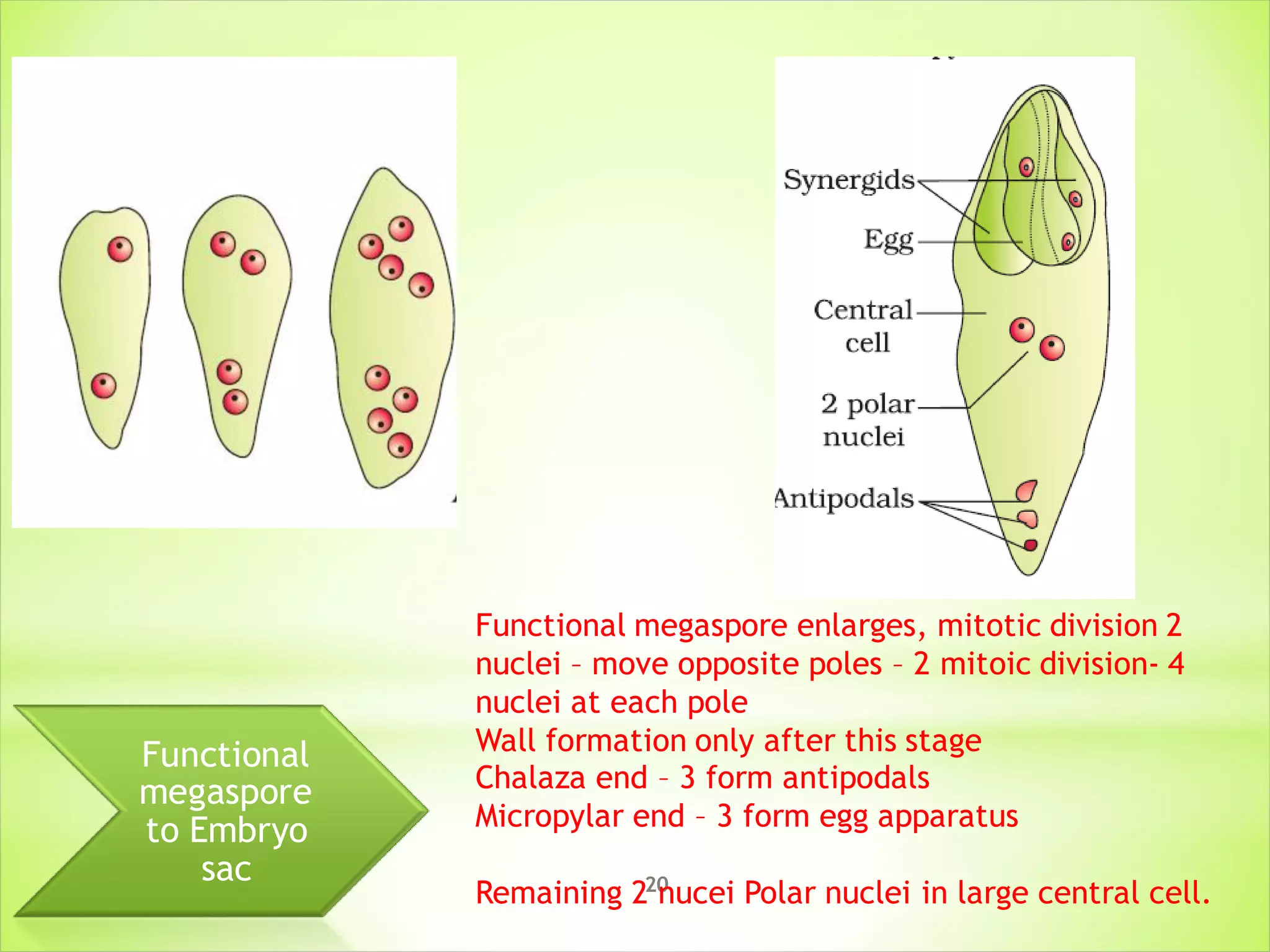 Embryology of Angiosperms | PDF