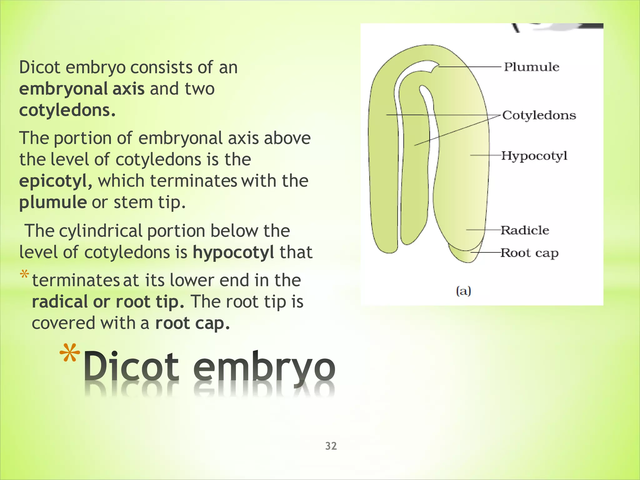 Embryology of Angiosperms | PDF