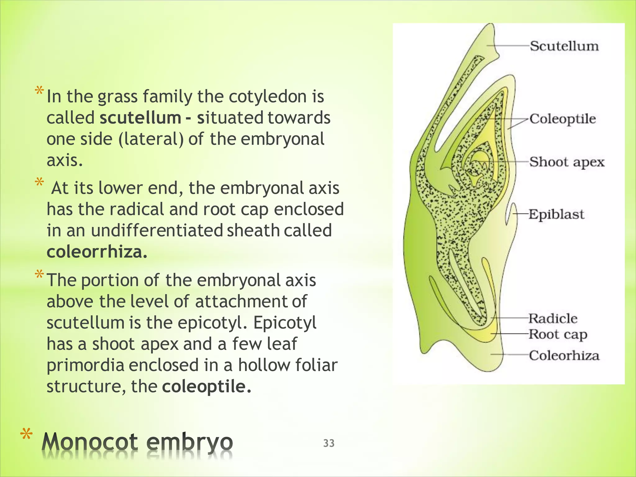 Embryology of Angiosperms | PDF