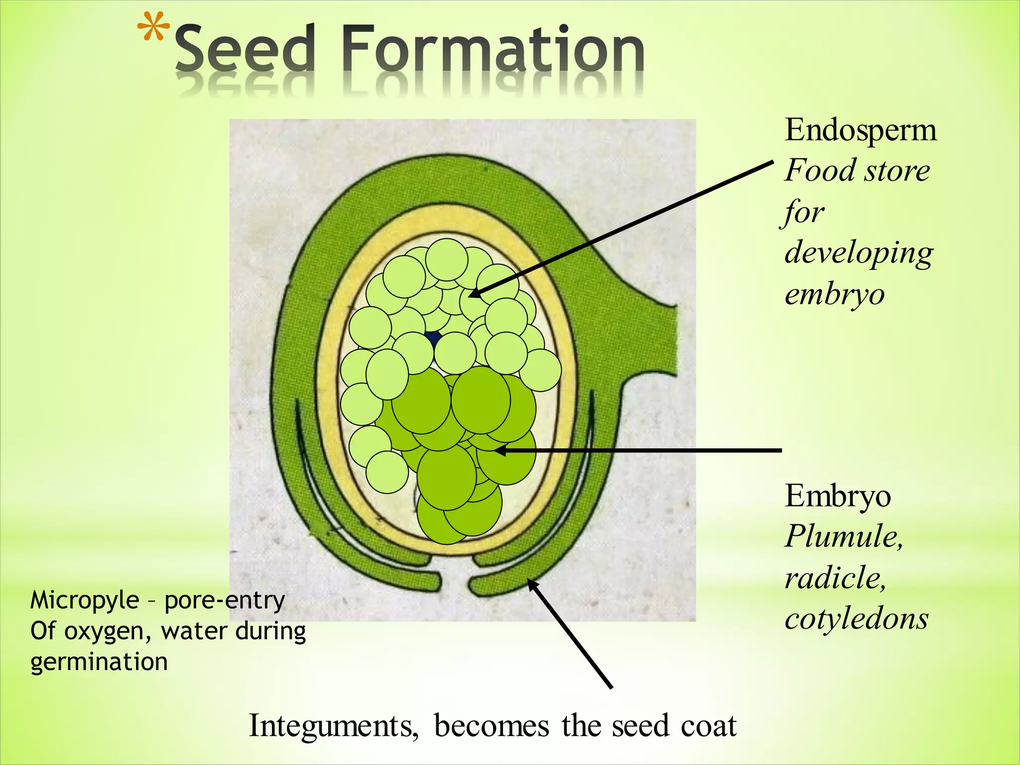 Embryology of Angiosperms | PDF