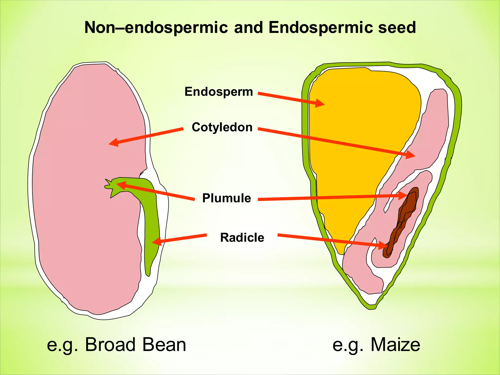 Embryology of Angiosperms | PDF