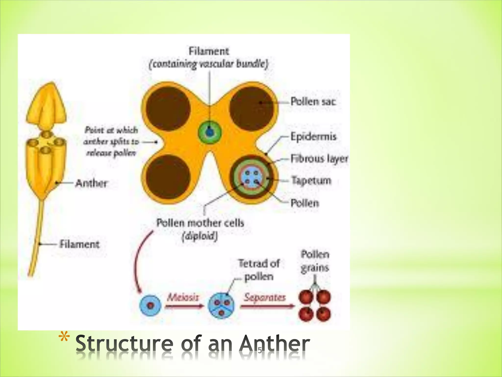 Embryology of Angiosperms | PDF