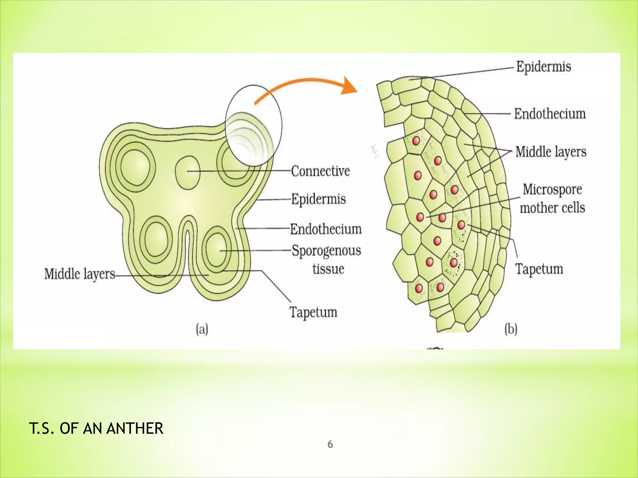 Embryology of Angiosperms | PDF