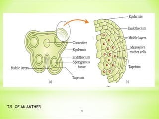 Embryology of Angiosperms | PDF