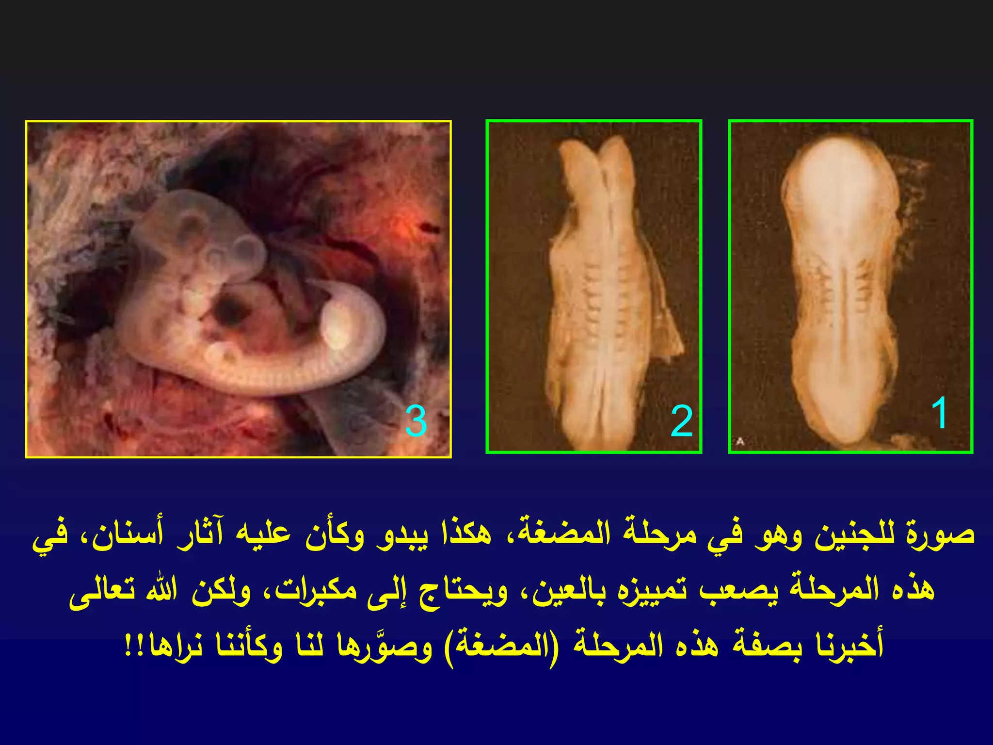 Embryo Creation | PPS