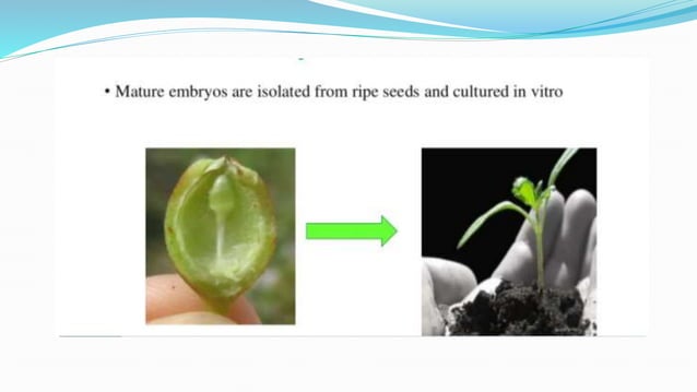 Embryo culture.pptx