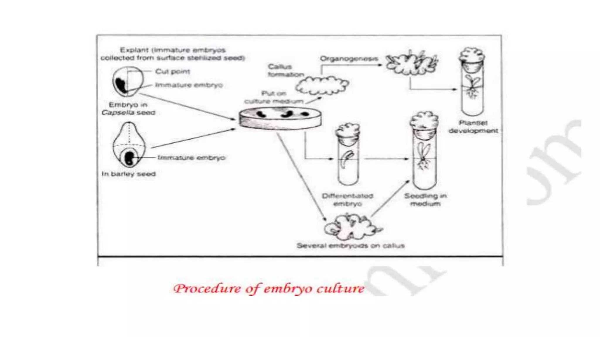 EMBRYO CULTURE.pptx