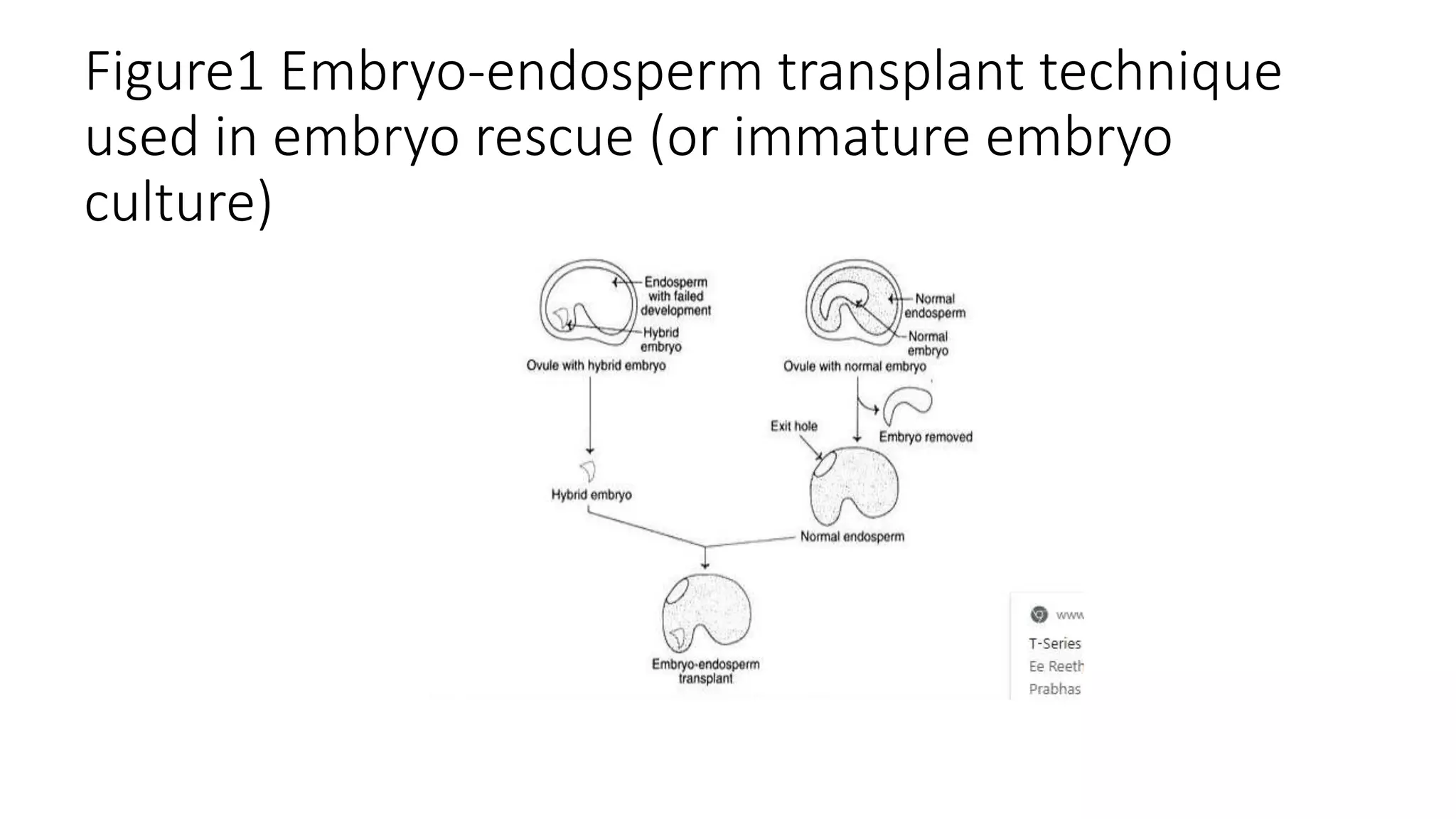 EMBRYO CULTURE.pptx