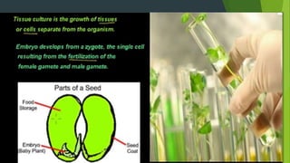 EMBRYO CULTURE.pptx