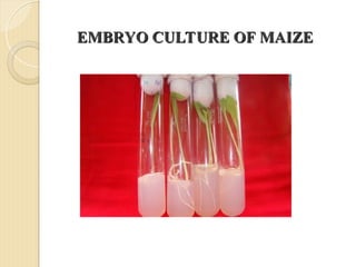slide tentang tahapan Embryo Culture.ppt | Free Download