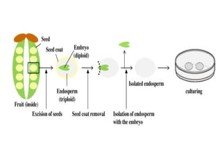 Embryo culture in plant breeding and genetics | PPTX