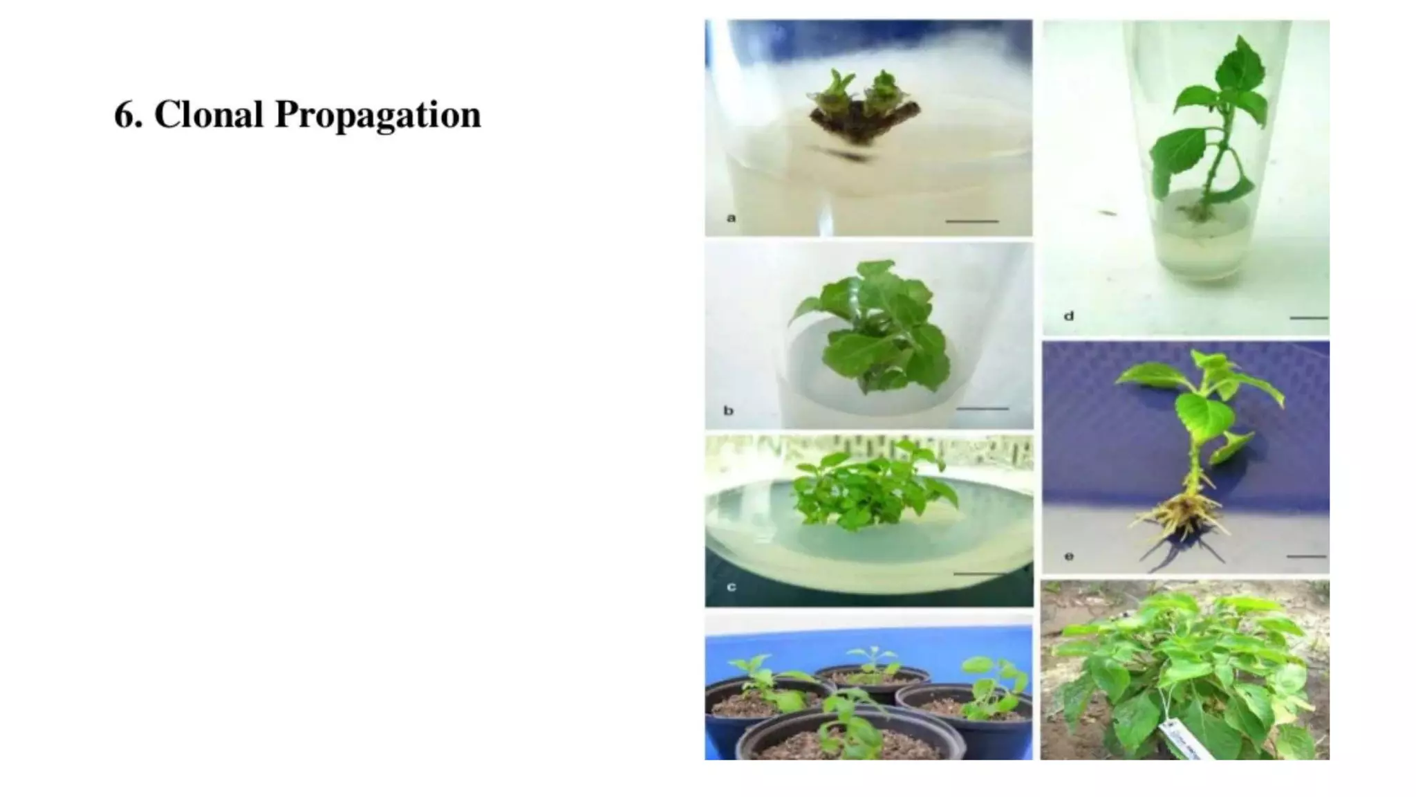 Embryo culture and embryo rescue technique | PPT Embryo culture and embryo rescue technique | PPT