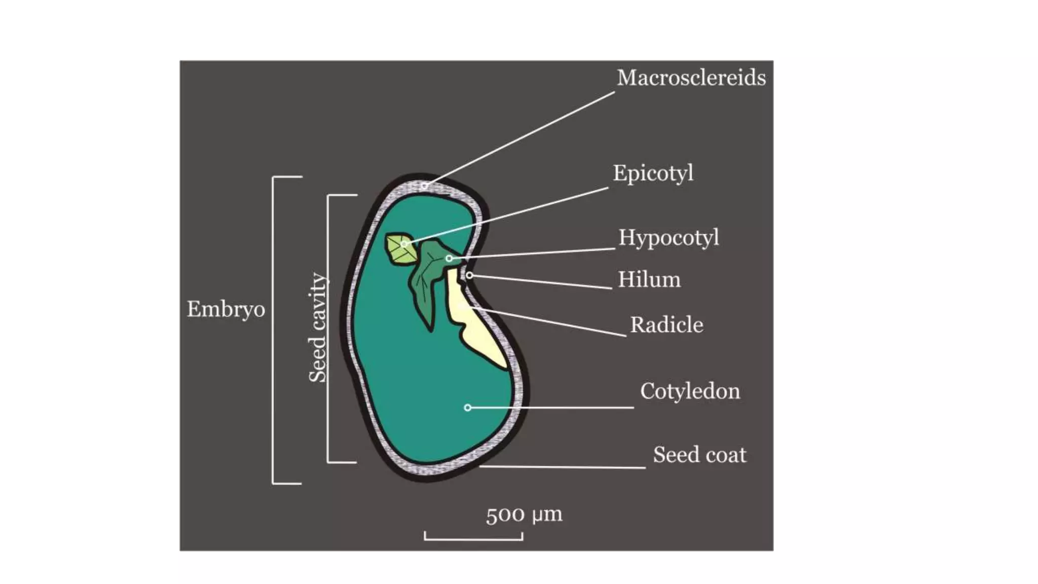 Embryo culture and embryo rescue technique | PPTX