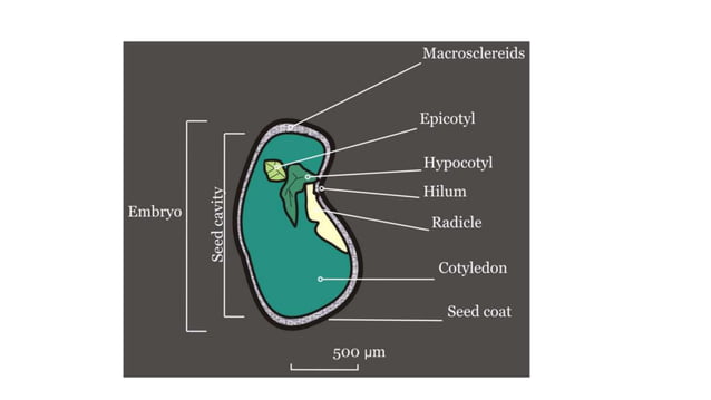 Embryo culture and embryo rescue technique | PPTX