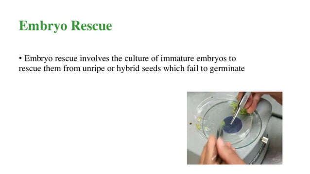 Embryo culture and embryo rescue technique | PPT