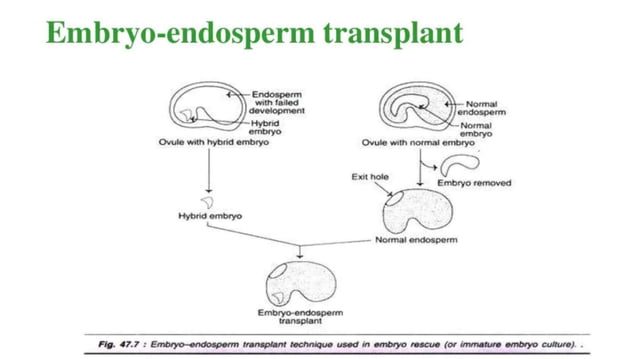 Embryo culture and embryo rescue technique