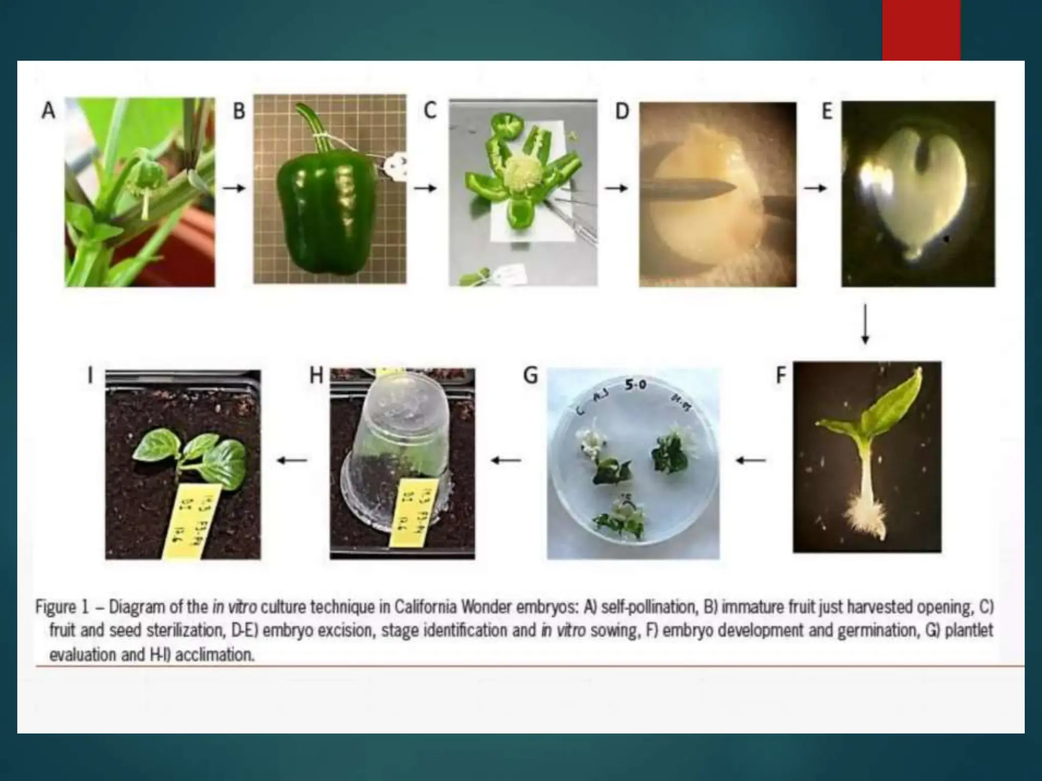 embryo_culture_and_its_application_plant_tissueculture.pptx