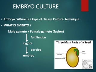embryo_culture_and_its_application_plant_tissueculture.pptx