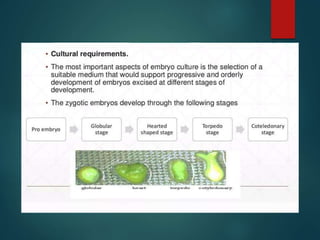 embryo_culture_and_its_application_plant_tissueculture.pptx
