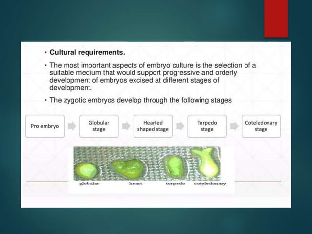 embryo_culture_and_its_application_plant_tissueculture.pptx