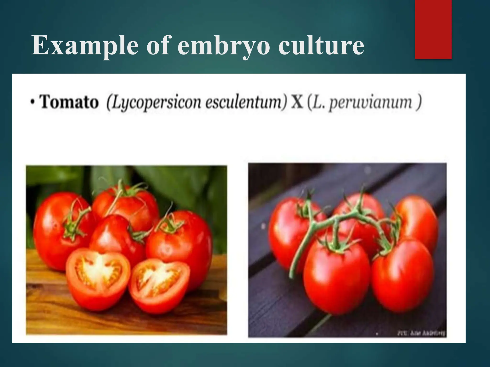 embryo_culture_and_its_application.pptx_plant biotechnology | PPTX