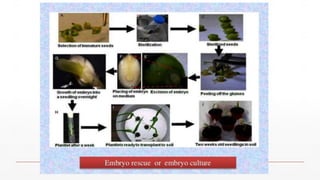 Embryo culture | PPTX