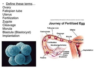 Embryo Develoment | PPT