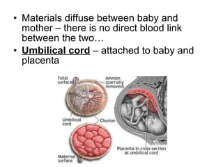 Embryo Develoment | PPT