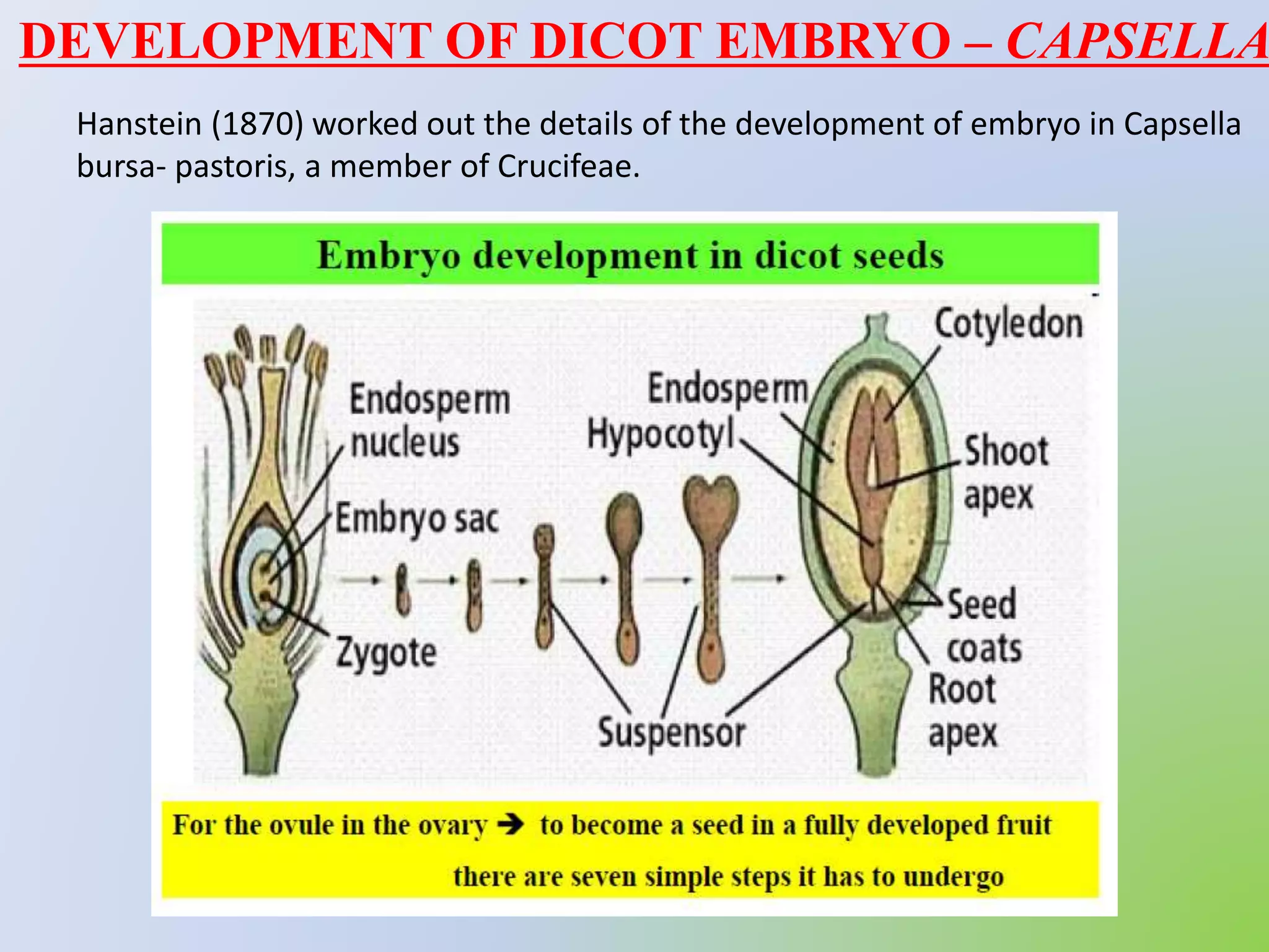Embryo development | PPTX