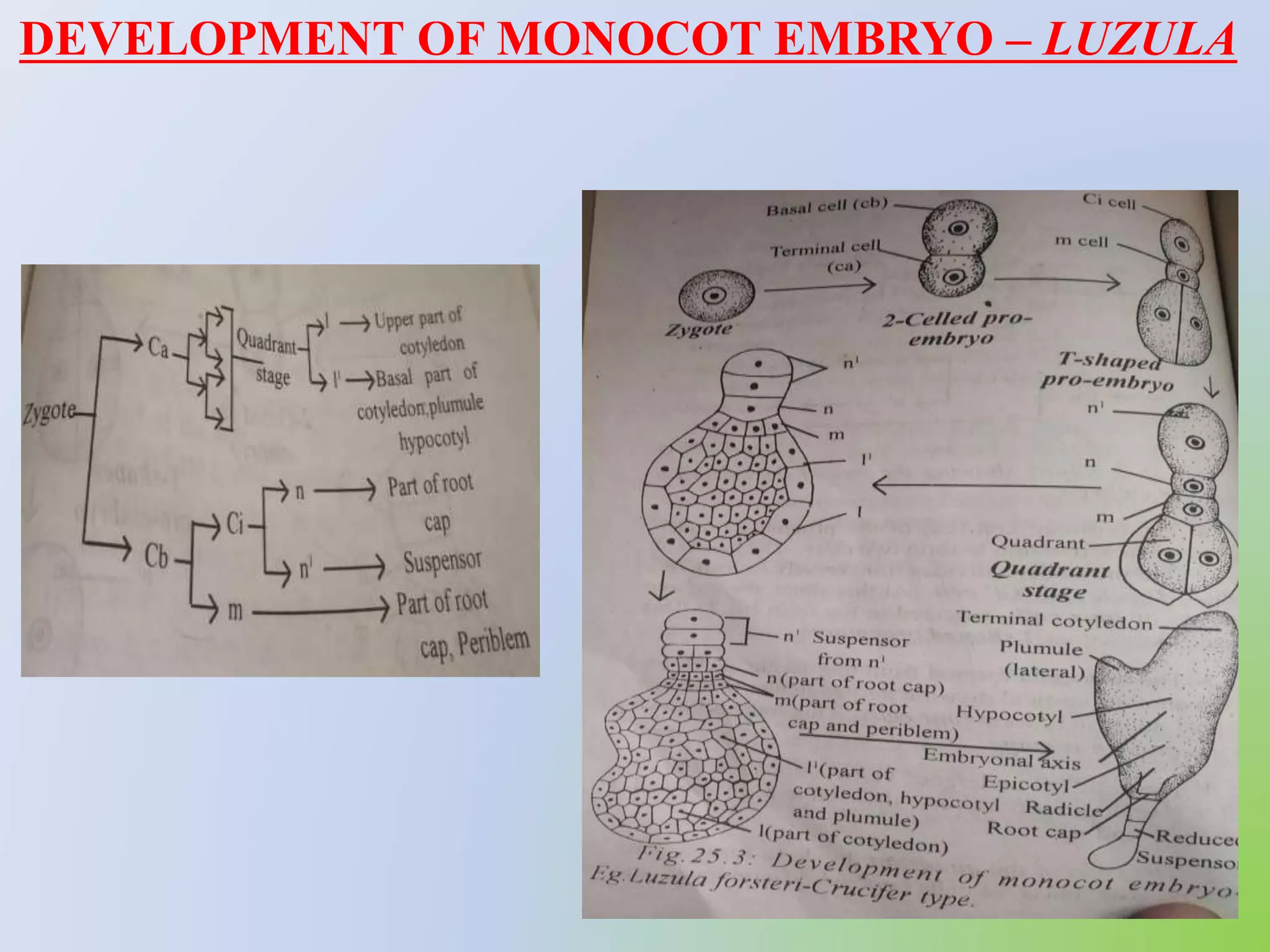 Embryo development | PPTX
