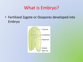 Embryo development | PPTX