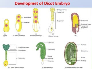 Embryo development | PPTX