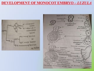 Embryo development | PPTX