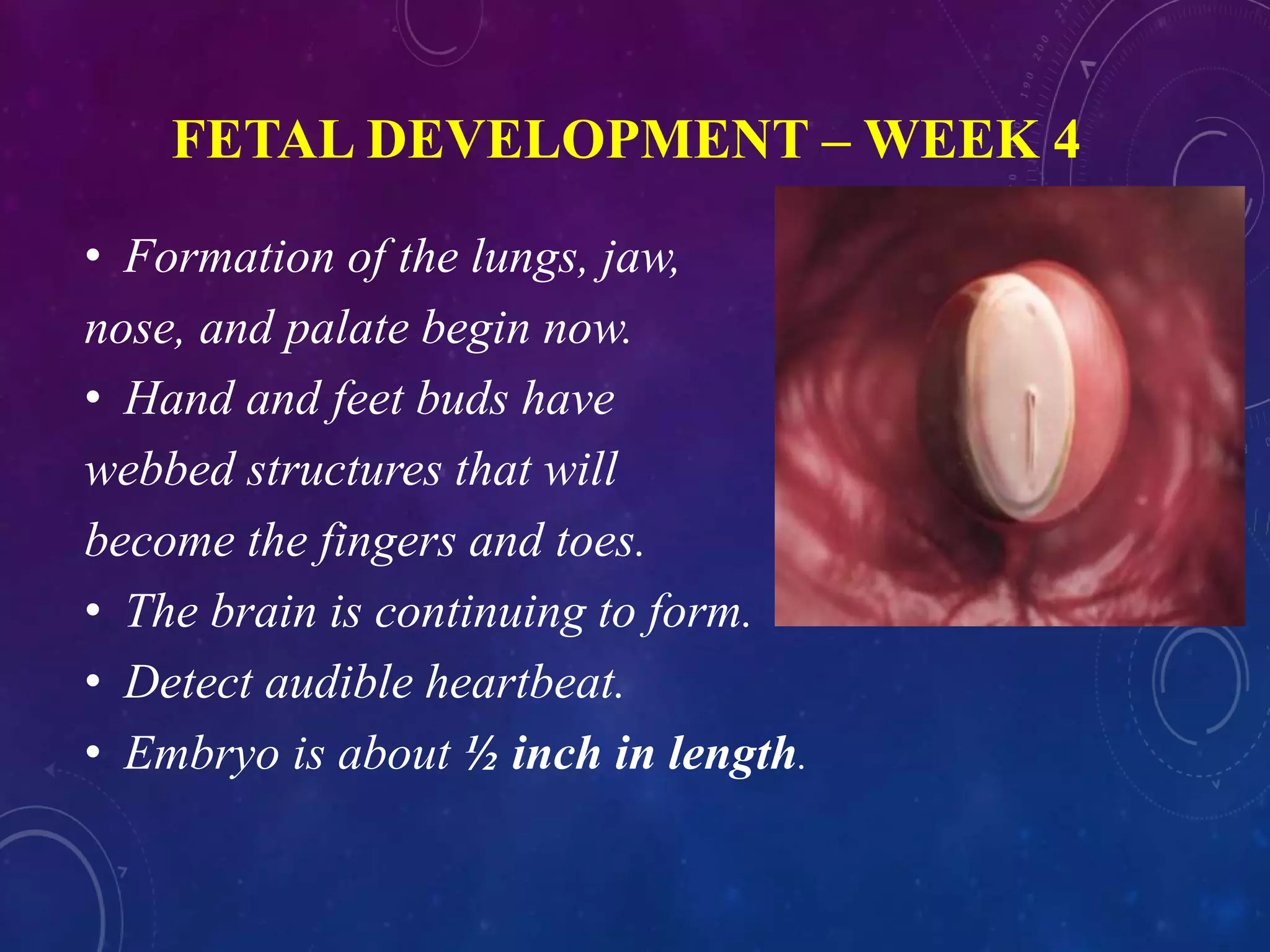 Fetal/Embryonic development in 3 trimester | PPTX