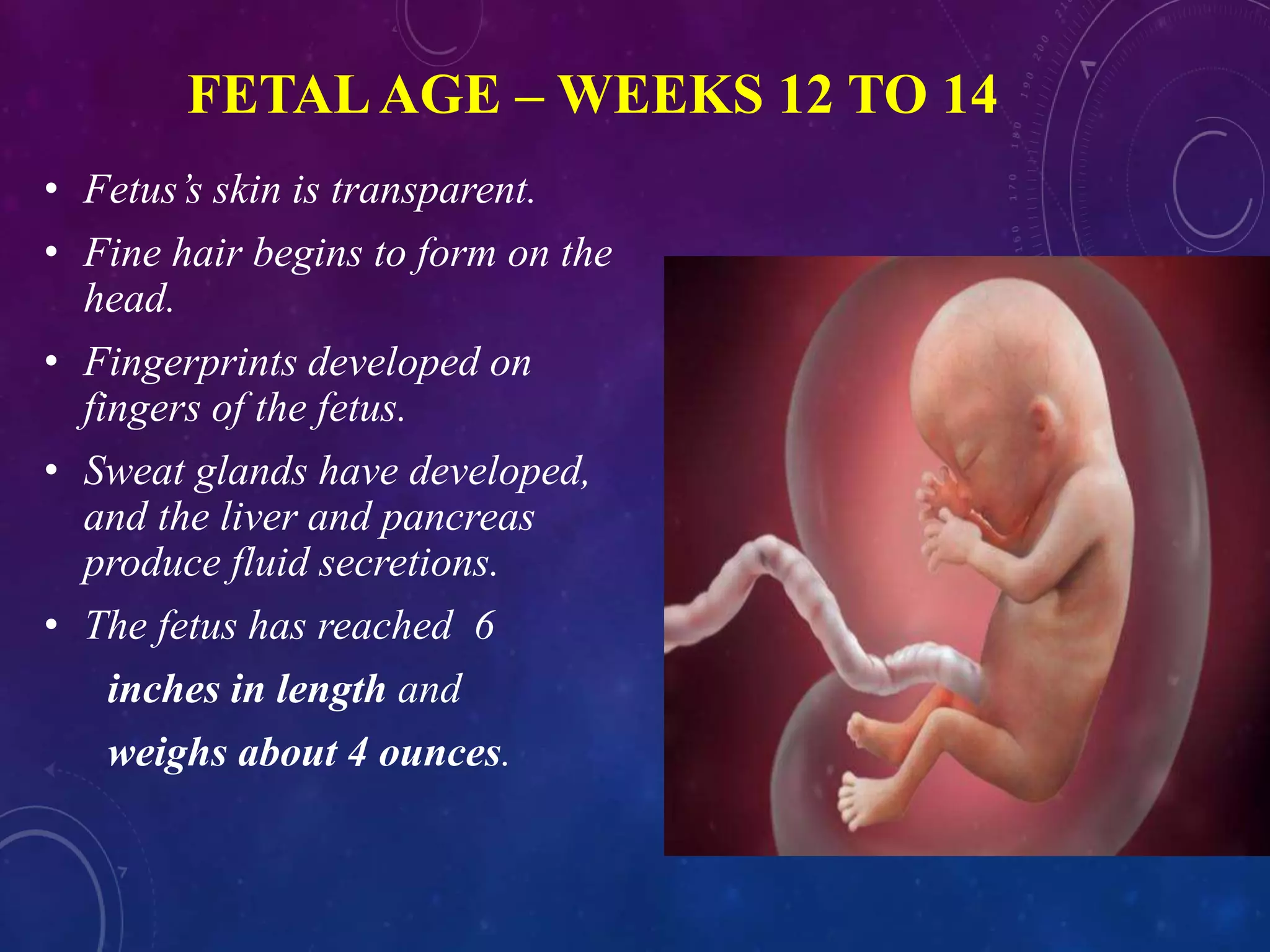 Fetal/Embryonic development in 3 trimester | PPTX