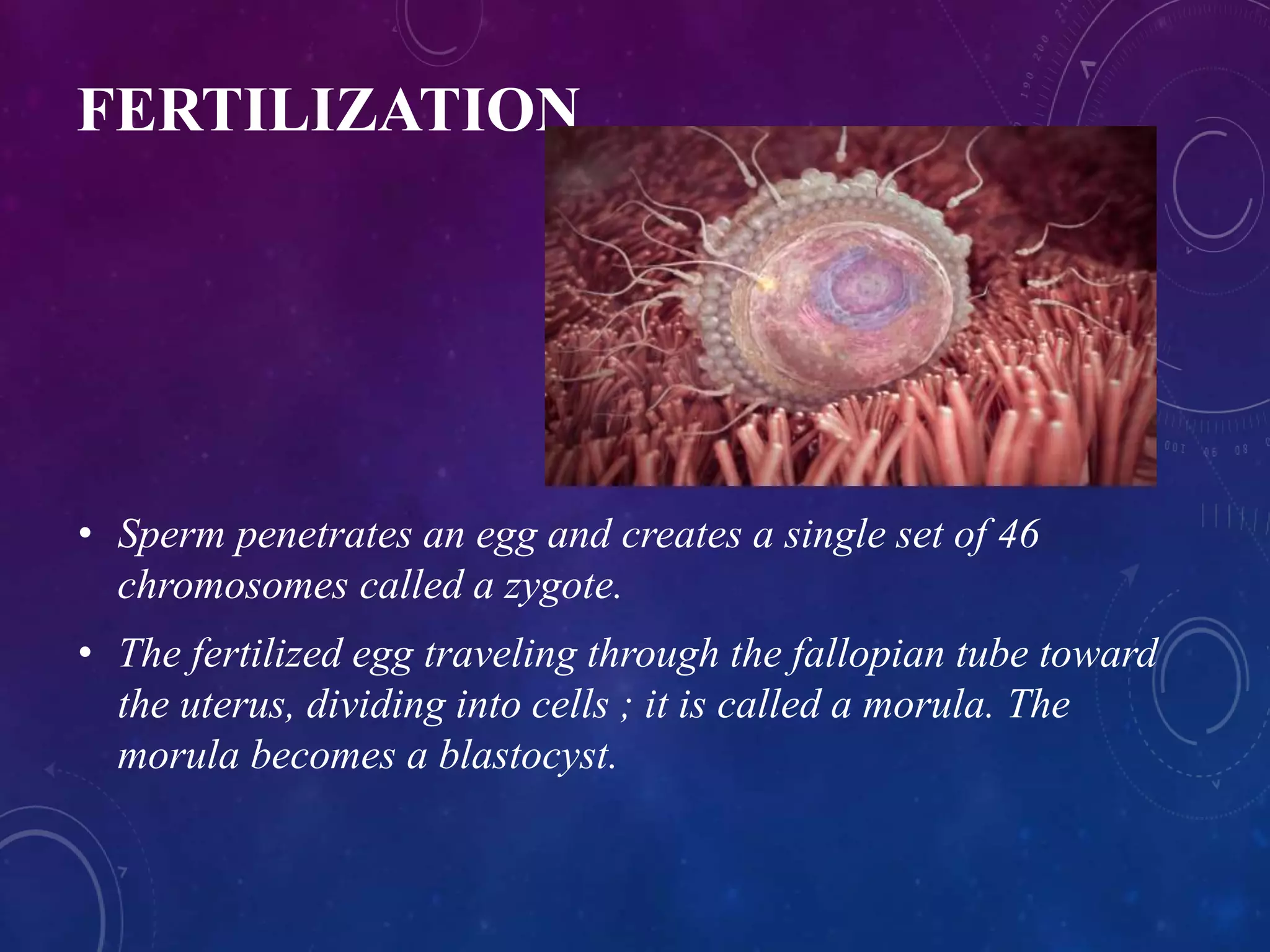 Fetal/Embryonic development in 3 trimester | PPTX