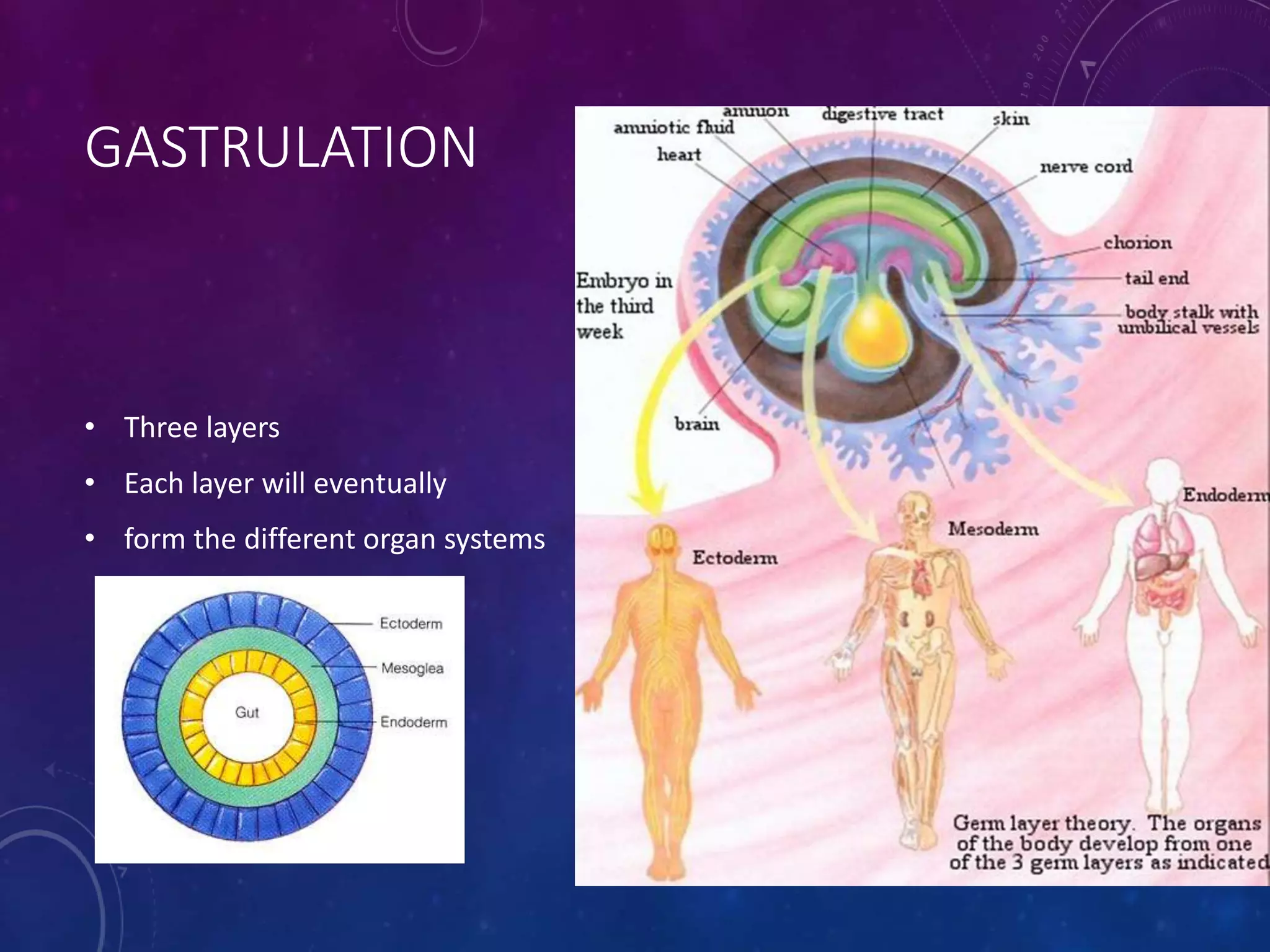Fetal/Embryonic development in 3 trimester | PPTX