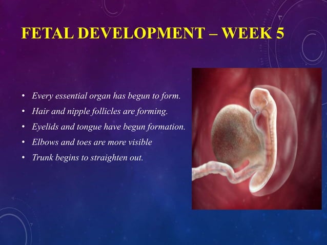 Fetal/Embryonic development in 3 trimester | PPTX | Pregnancy ...