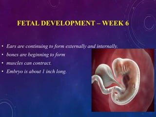 Fetal/Embryonic development in 3 trimester | PPTX