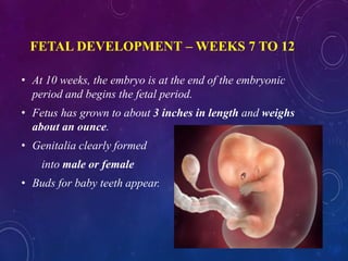 Fetal/Embryonic development in 3 trimester | PPTX