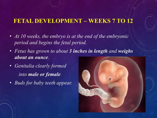 Fetal/Embryonic development in 3 trimester | PPTX | Pregnancy ...