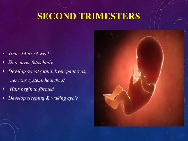 Fetal/Embryonic development in 3 trimester | PPTX | Pregnancy ...